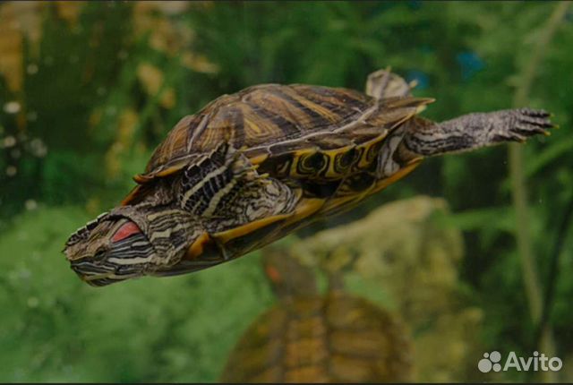 Красноухая черепаха бесплатно