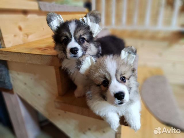 Новое пушистое счастья вельш корги пемброк