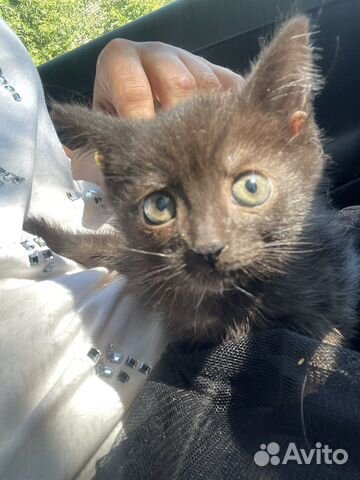 Черная Зефирка ищет дом