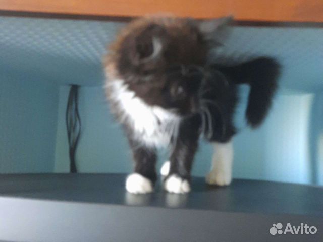 Кошечка котенок