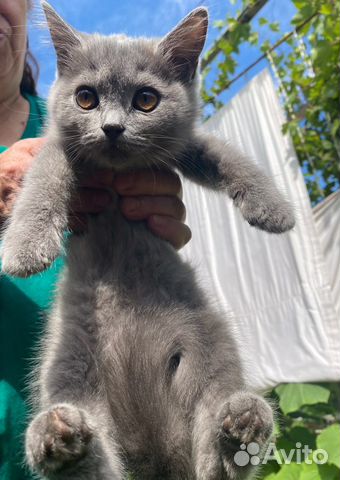 Котята скотиш фолд