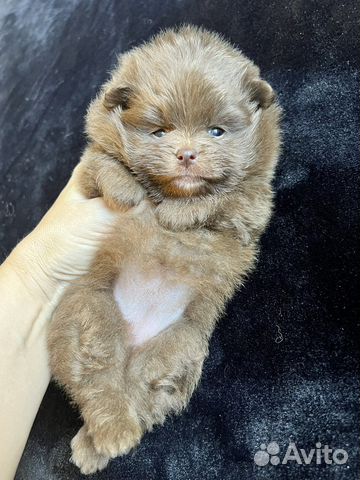 Коричневая и черная шпиц мини девочки