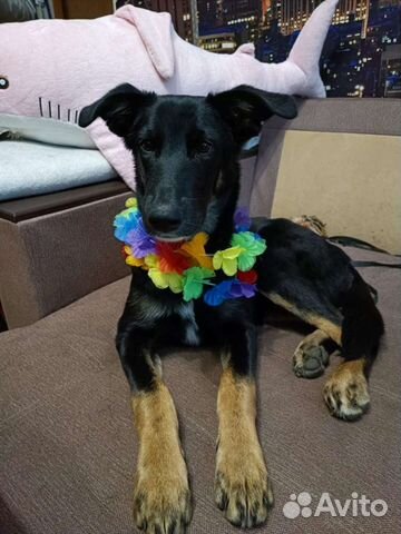 Собака в добрые руки отдам бесплатно