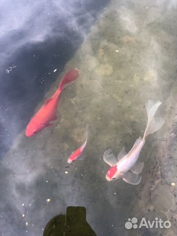 Декоративные рыбы для открытых водоемов