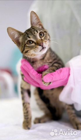 Особенный котенок Незнайка 4 месяца в добрые руки