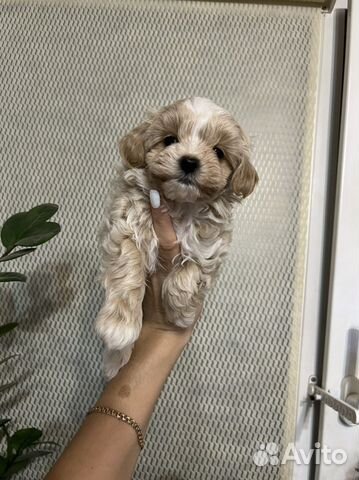 Мальтипу Ф1 мини карамель Биколор Premium