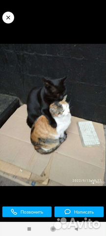 Котики в беде