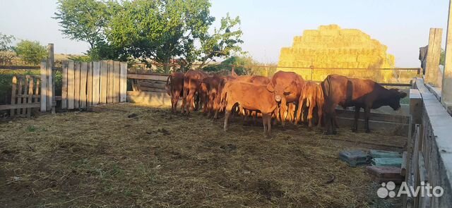 С/х животные