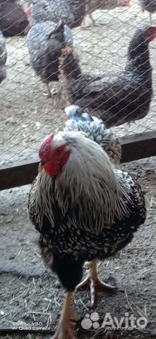 Цыплята и молодые петухи виандот