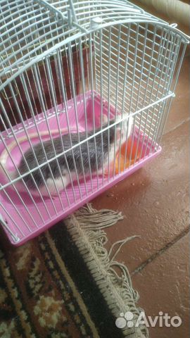 Крыса домашняя