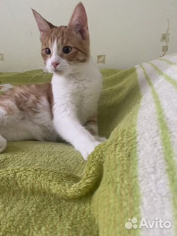 Котенок девочка