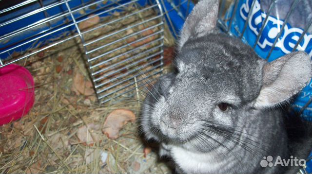 Серебристая шиншилла