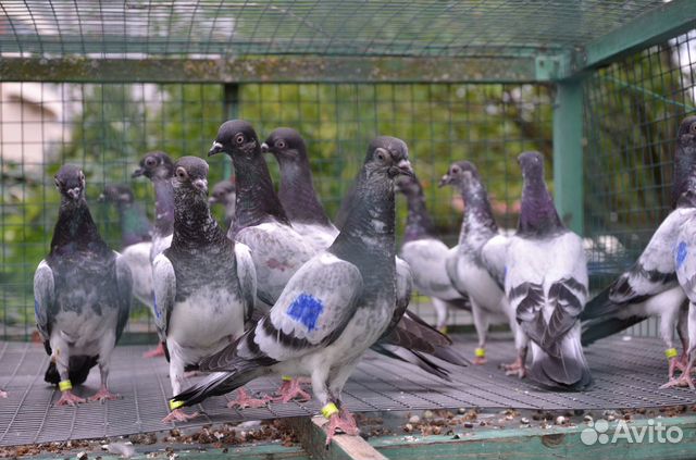 Продажа голубей венгерских пород