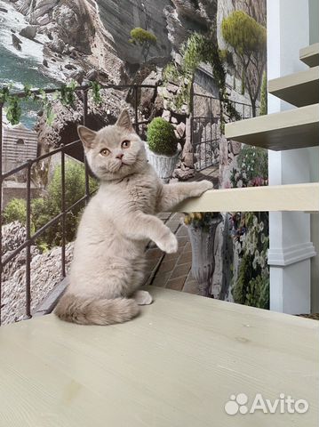 Котёнок по имени Элис