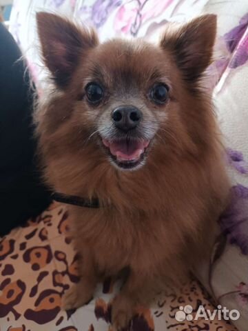 Маленькая собака шпиц