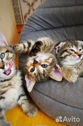 Шотландец вислоухий