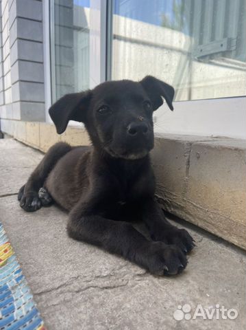 Собака Эмма