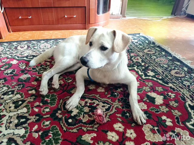 Собака в добрые руки