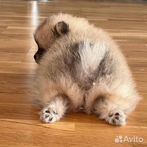 Шпиц медвежонок Барни