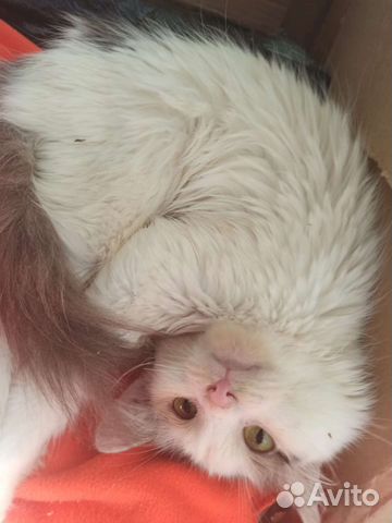 SOS ласковая кошка живёт в клетке