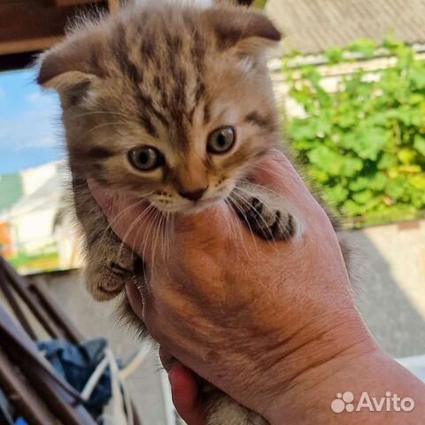 Кошка в дар бесплатно
