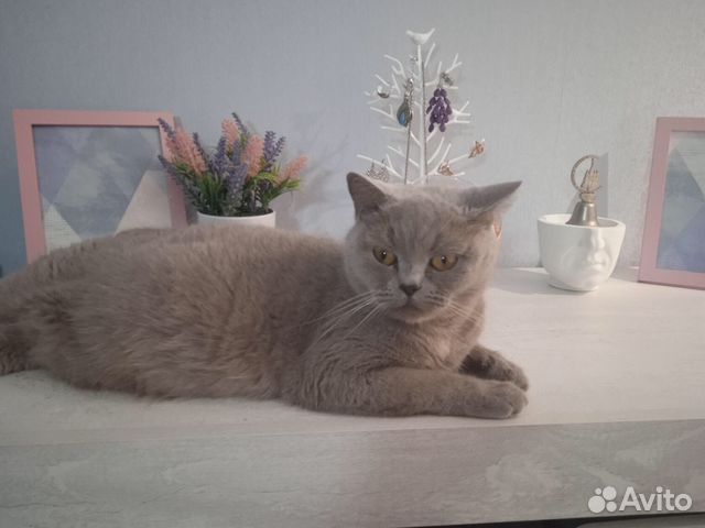 Британцы котята прямоухие