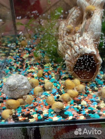 Улитки ампулярии