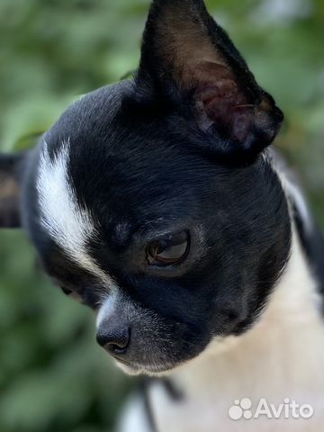 Шикарная девочка