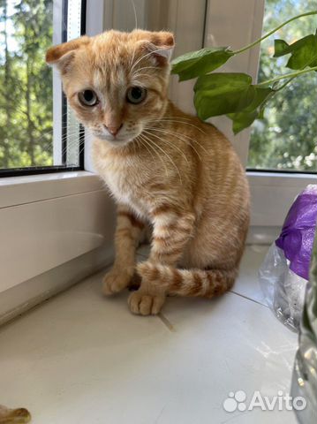 Шотландский рыжий кот