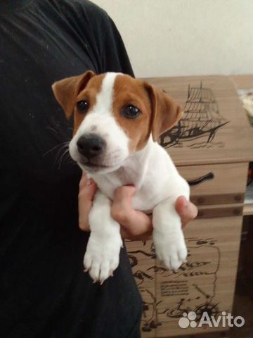Щенки джек Рассел терьер