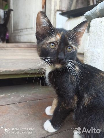 Черепаховая кошечка