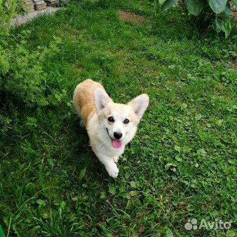 Вельш корги кобель 2 года