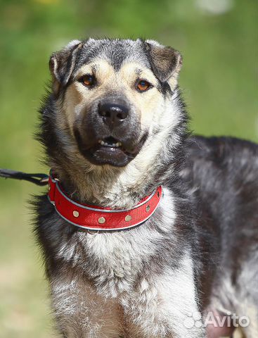 Спокойствие а не собака. Хома ждет в приюте