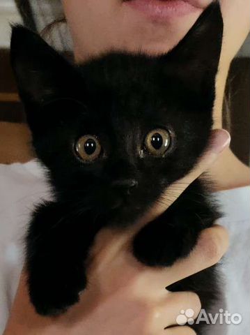 Котёнок (2 месяца)