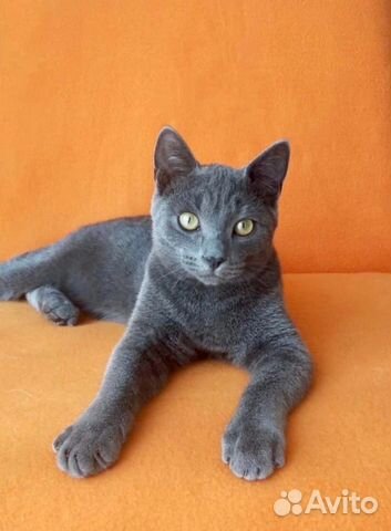 Серебристая красавица Лола