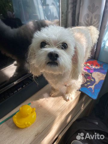 Собака мальтийская болонка