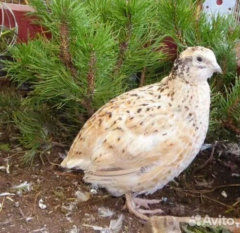 Перепелка домашняя