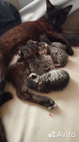 Котята