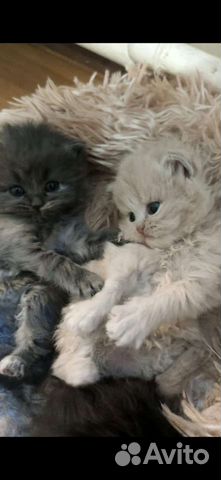 Персидская