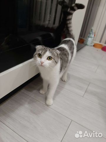 Британская вислоухая кошка. Бесплатно