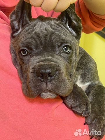 Кани Миглори Зельда