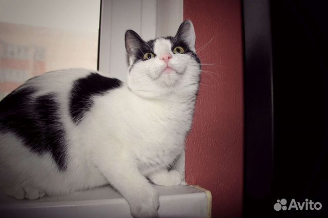 Котик Рокки в добрые руки