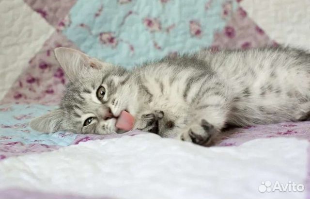 Которебёнок Майя ищет мампап