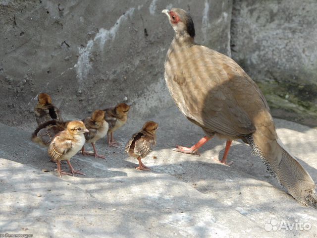 Фазанята серебрянного фазана