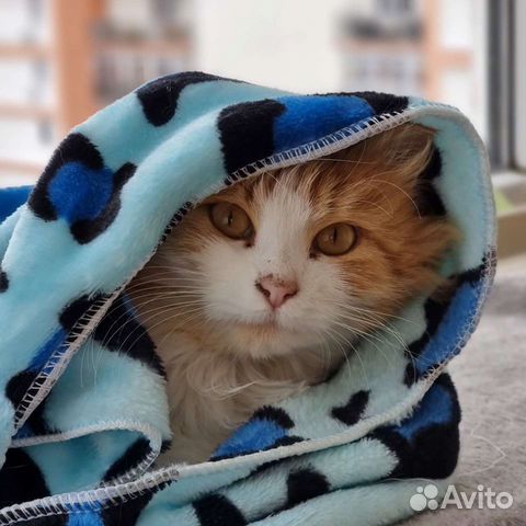 Спасла говорящую кошку. Ищу ей дом