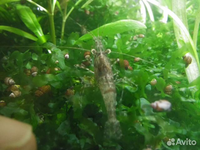 Аквариумное растение