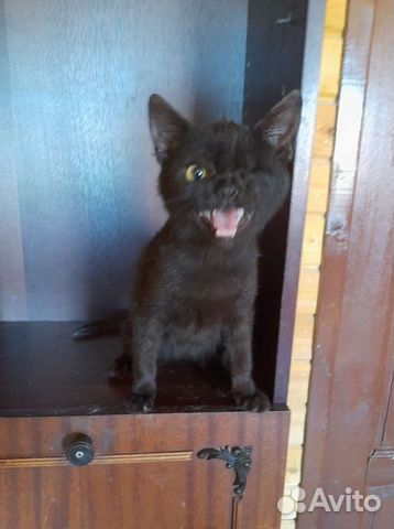 Котята из приюта