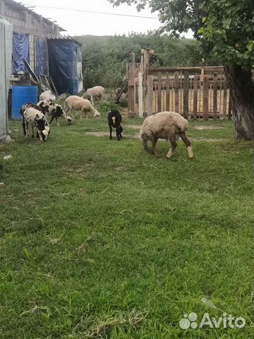 Ягнята и ярочки