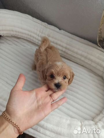 Мальтипу f1 mini premium puppy мальчик