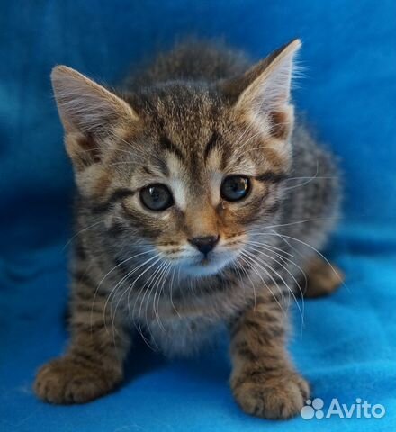 Симпатичные полосатики в дар